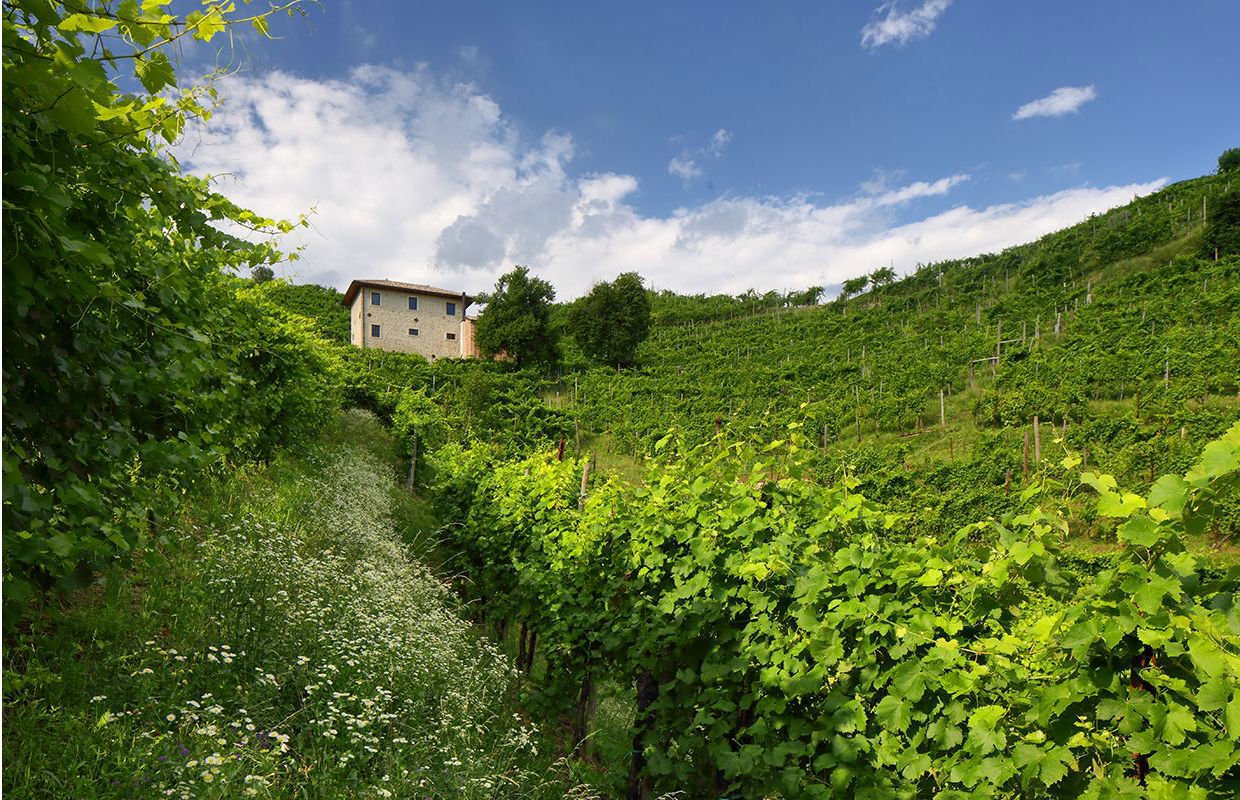 Adami – BoundbyWine