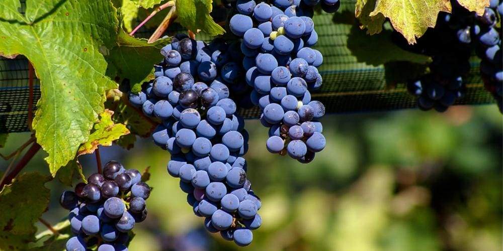 The Story of Malbec: Origin, History & Taste Profile – BoundbyWine