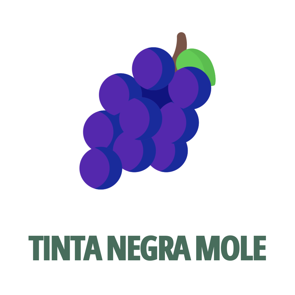 Grape Varietal: Tinta Negra Mole | Buy Wine Online | Singapore ...