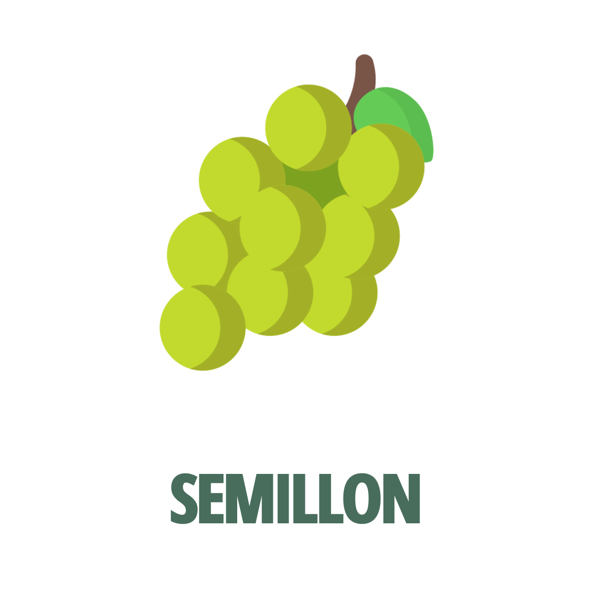 Grape Varietal: Semillon | Buy Wine Online | Singapore – BoundbyWine